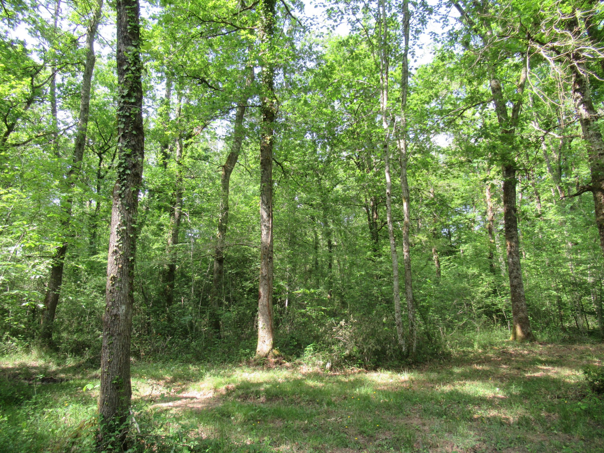 vente 9 hectares de forêt de chênes bi-centenaires