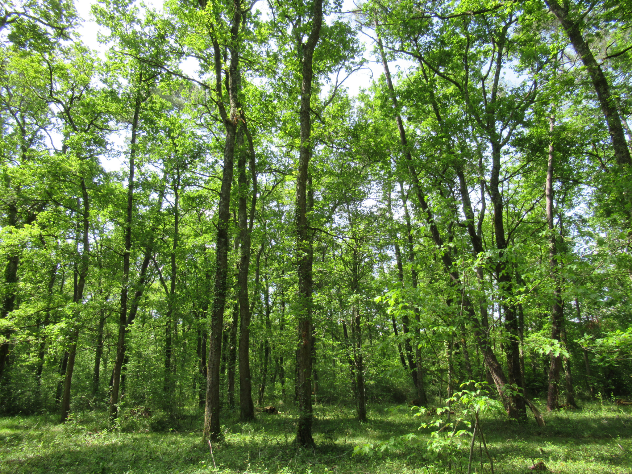 vente 9 hectares de forêt de chênes bi-centenaires